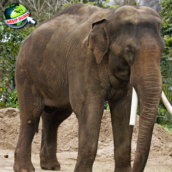 Dari Mitologi Hingga Kenyataan: Sejarah Gajah yang Mengesankan